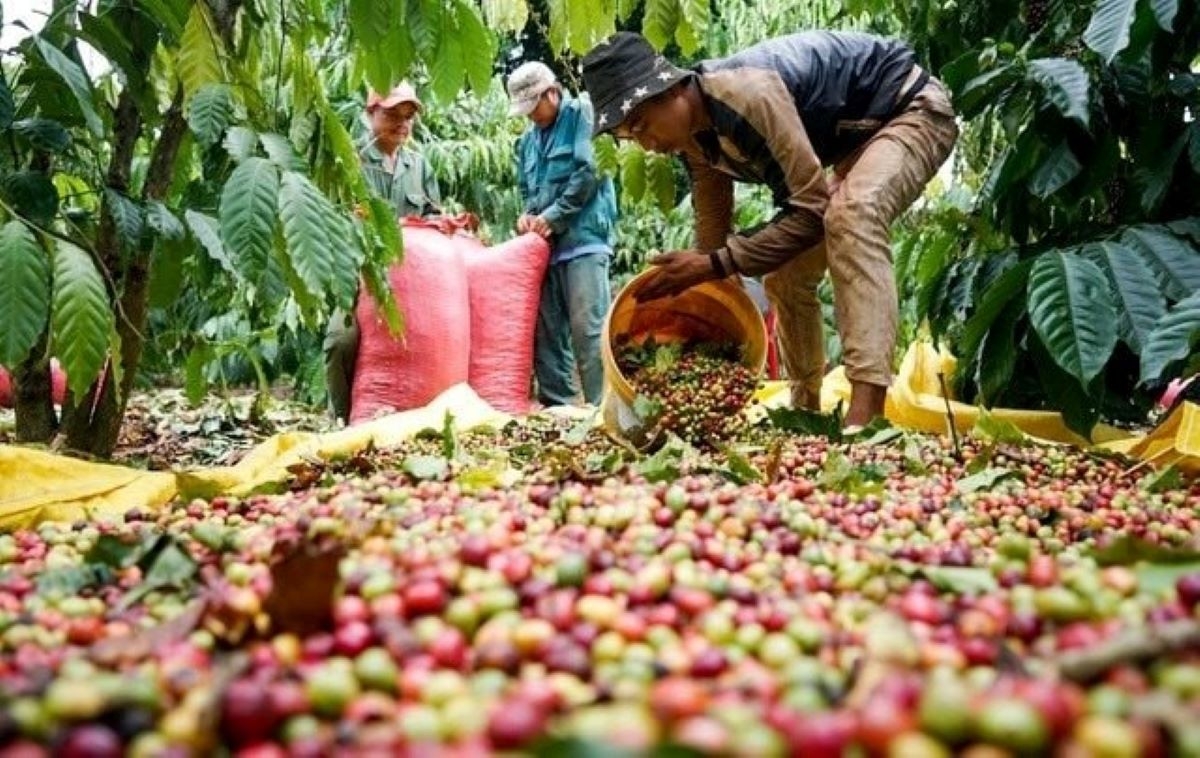 Ngành cà phê đối diện nhiều thách thức